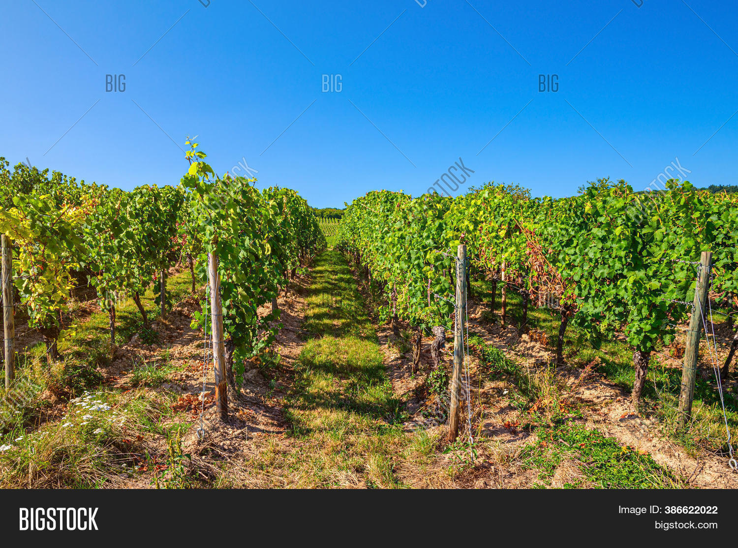 Grapevine Wooden Pole Image & Photo (Free Trial) | Bigstock