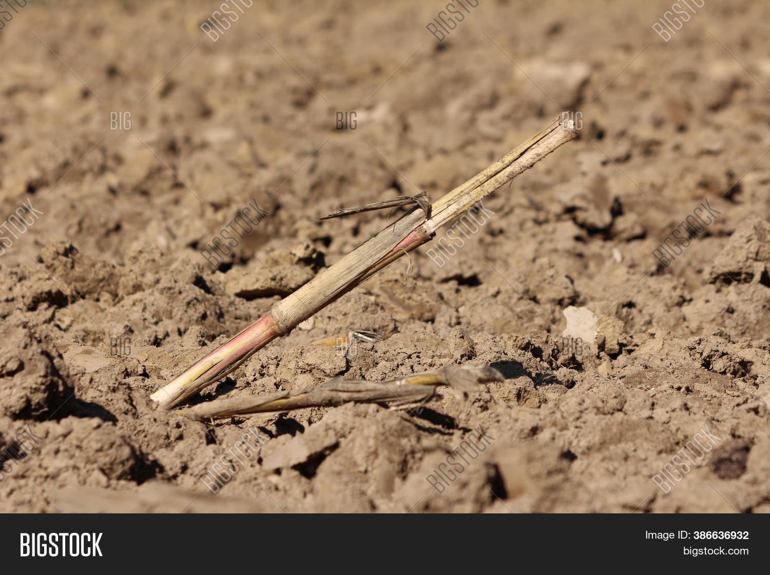 Broken Dry Corn Stalk Image & Photo (Free Trial) | Bigstock