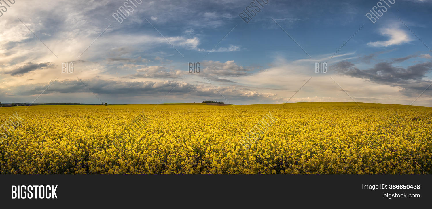 Field Rapeseed - Image & Photo (Free Trial) | Bigstock
