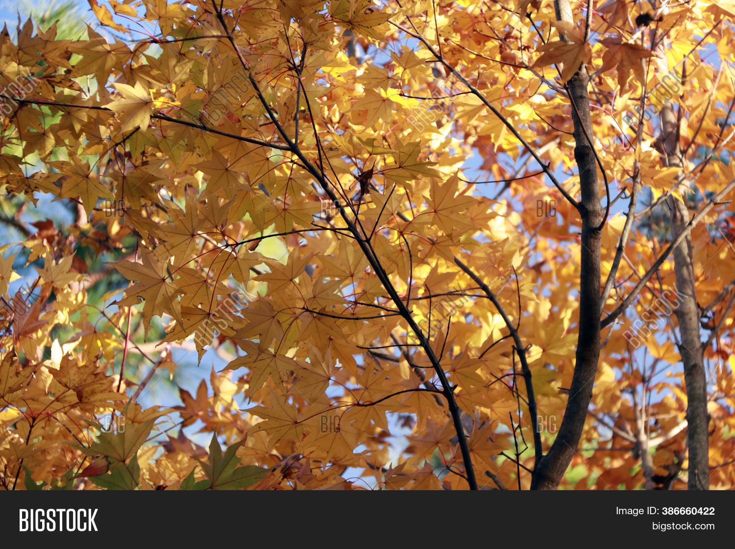 Yellow Japanese Maple Image & Photo (Free Trial) | Bigstock