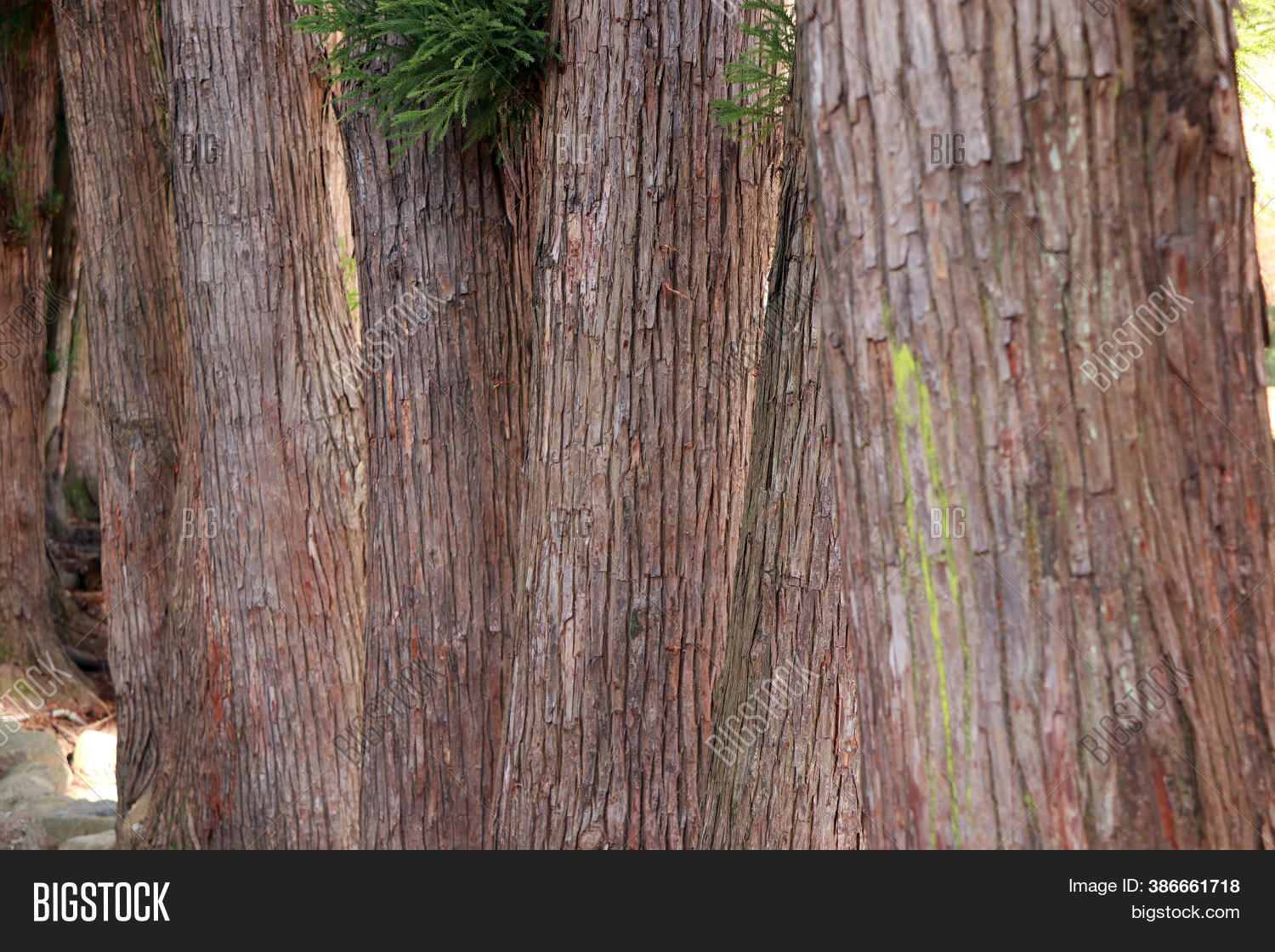 Row Pine Trunk Pine Image & Photo (Free Trial) | Bigstock