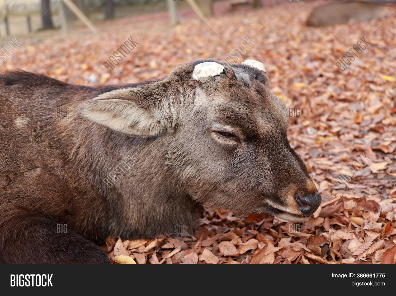 Deer Cut Off Antler Image & Photo (Free Trial) | Bigstock