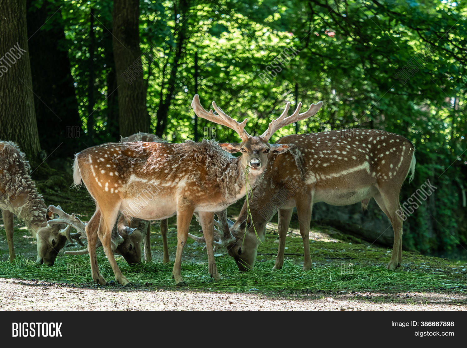 Fallow Deer, Dama Image & Photo (Free Trial) | Bigstock