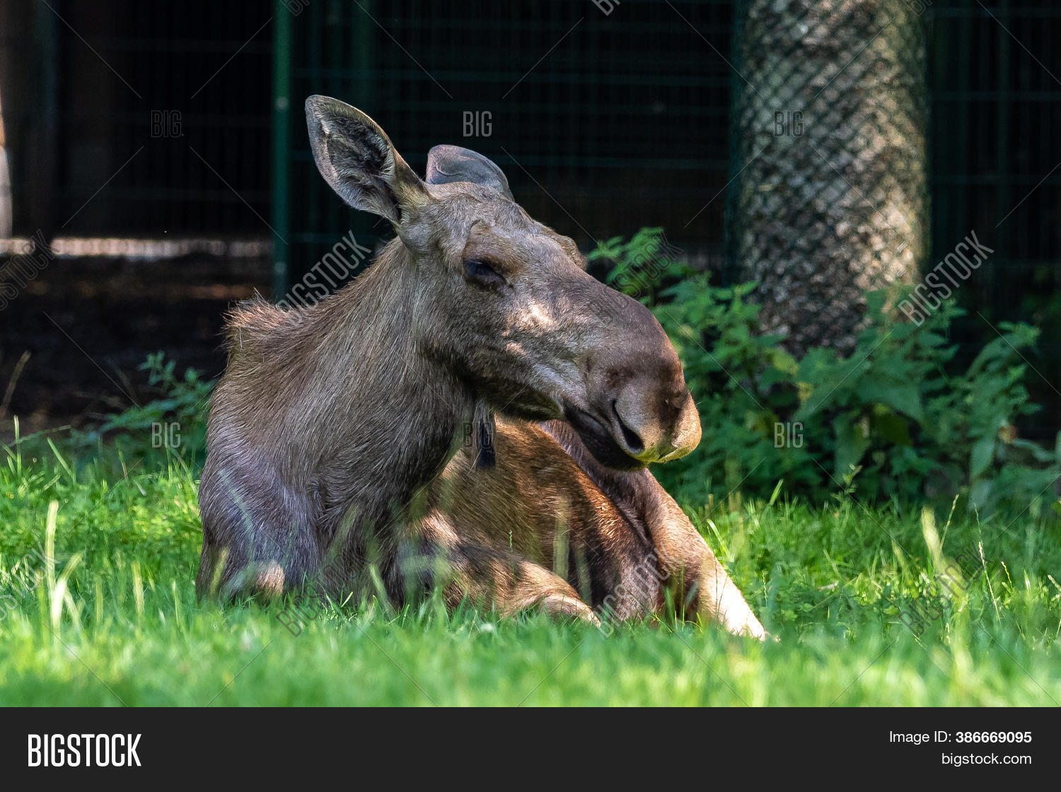 European Moose, Alces Image & Photo (Free Trial) | Bigstock