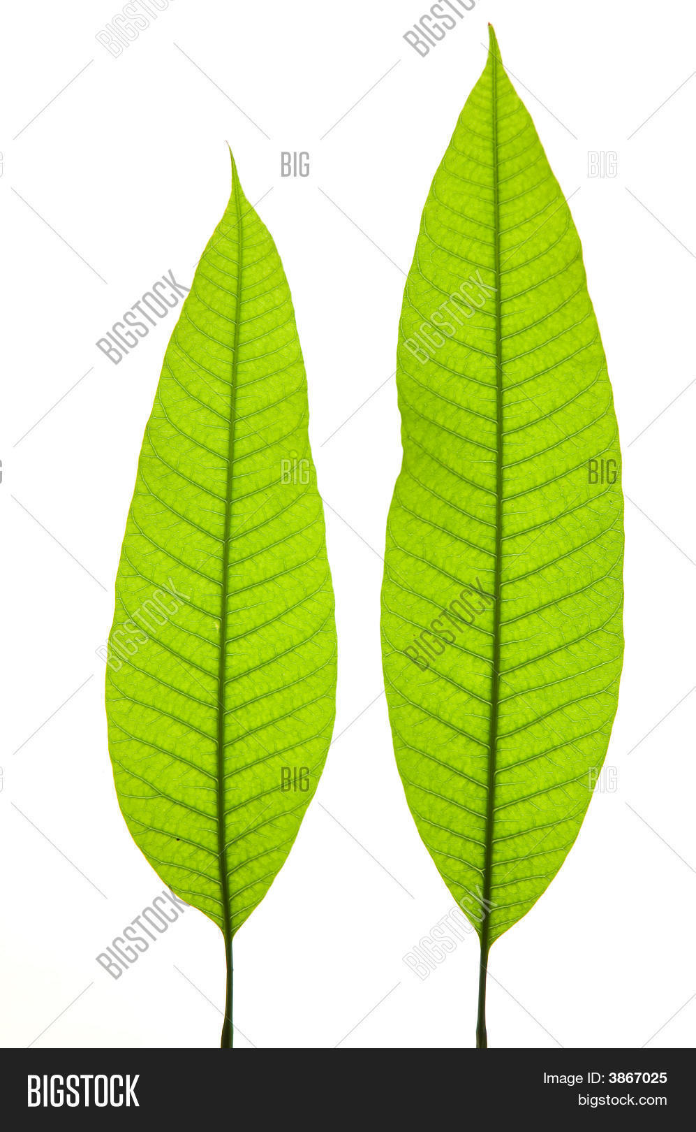 Young Mango Leaf Image & Photo (Free Trial) | Bigstock