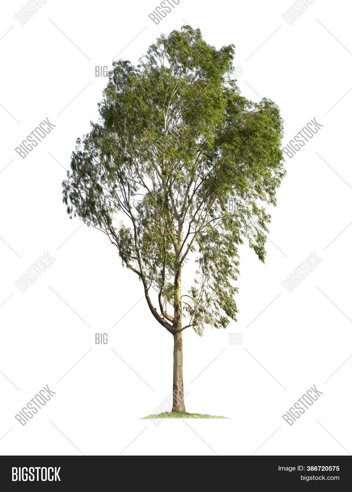 Eucalyptus Tree Image & Photo (Free Trial) | Bigstock