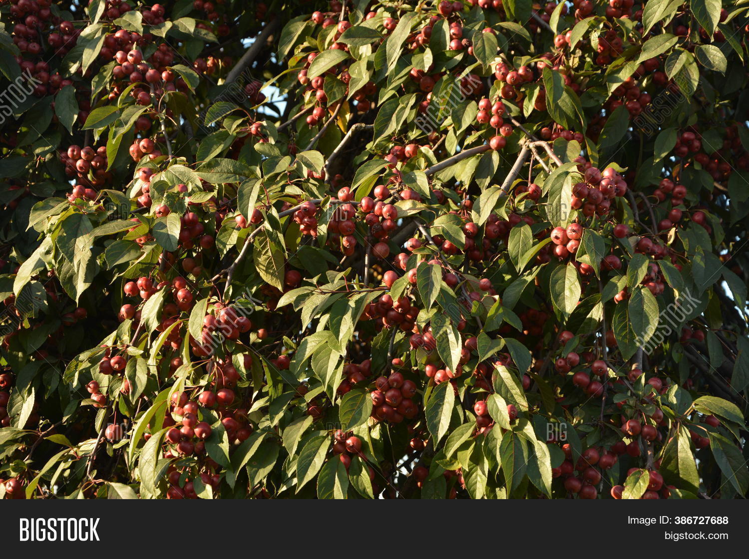 Red Fruits Malus Image & Photo (Free Trial) | Bigstock