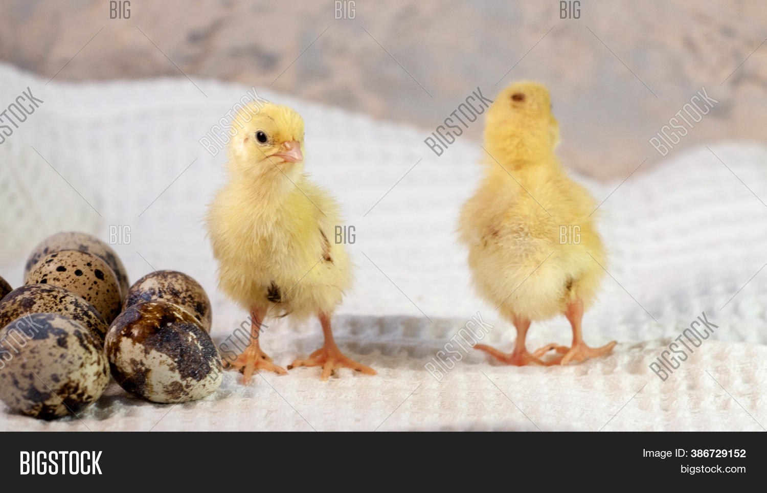 Newborn Yellow Chicken Image & Photo (Free Trial) | Bigstock