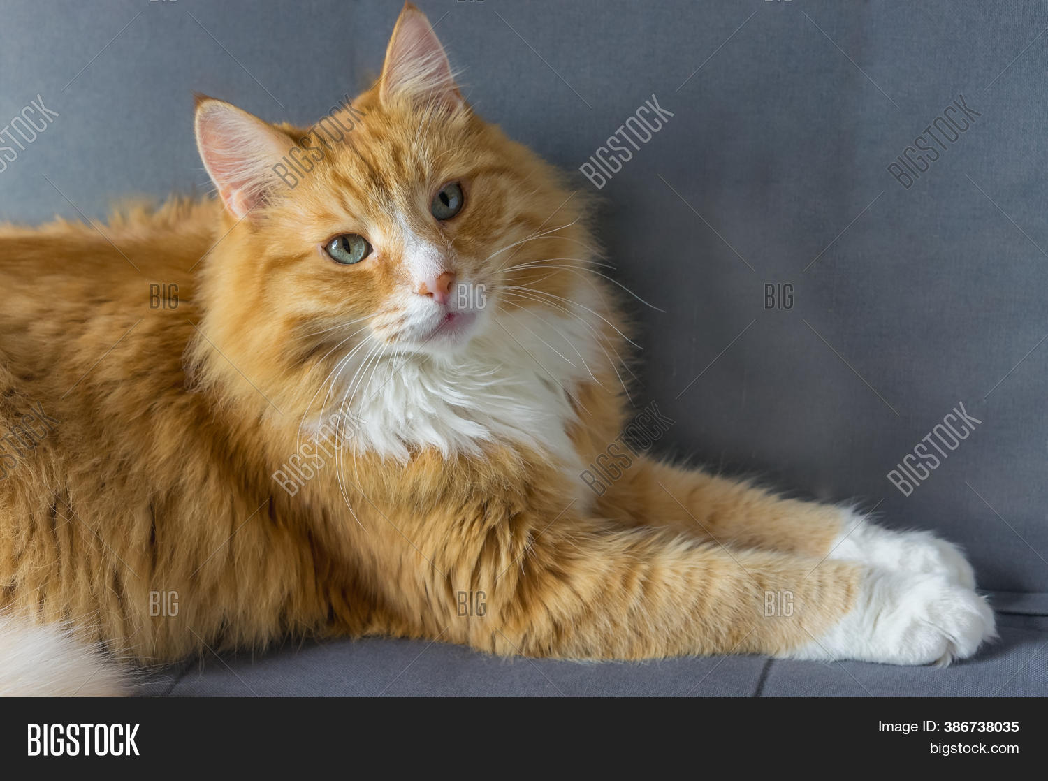 Fluffy House Cat, Red Image & Photo (Free Trial) | Bigstock