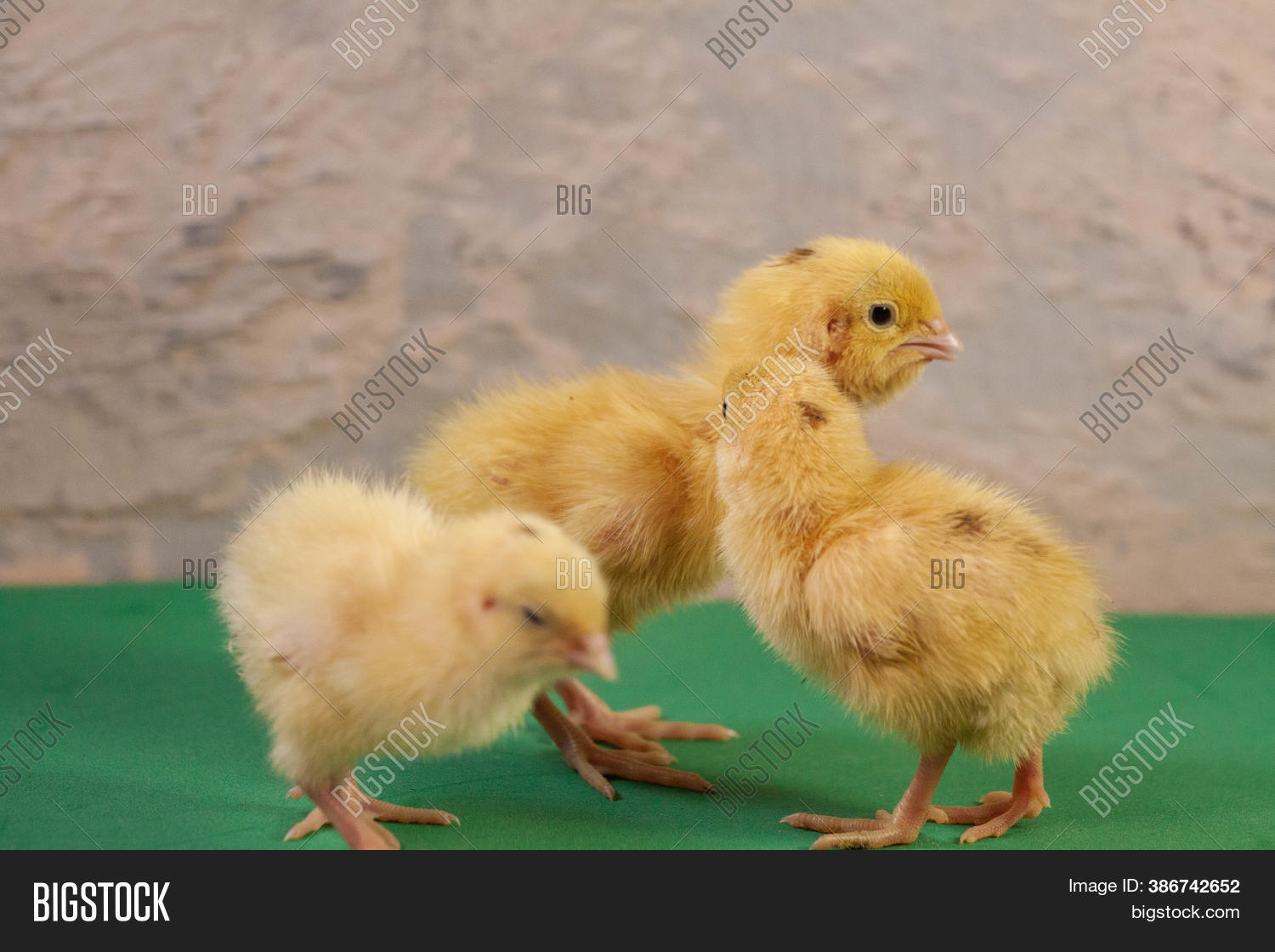 Newborn Yellow Chicken Image & Photo (Free Trial) | Bigstock