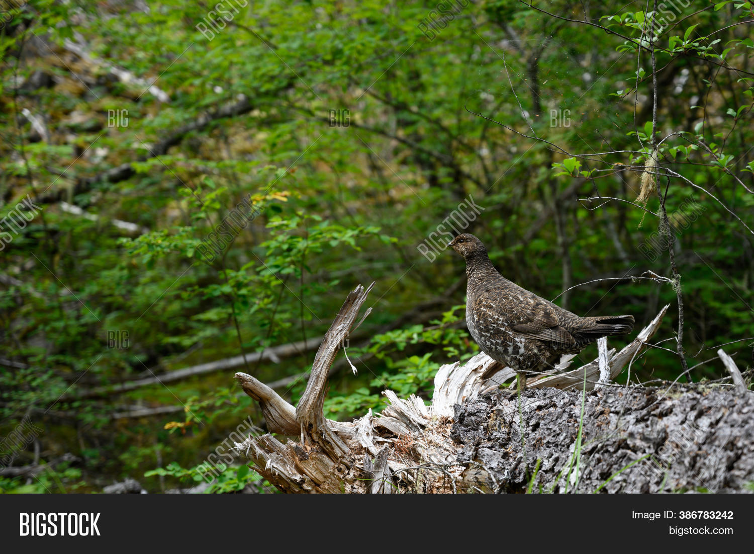 Wild Grouse Walks Image & Photo (Free Trial) | Bigstock