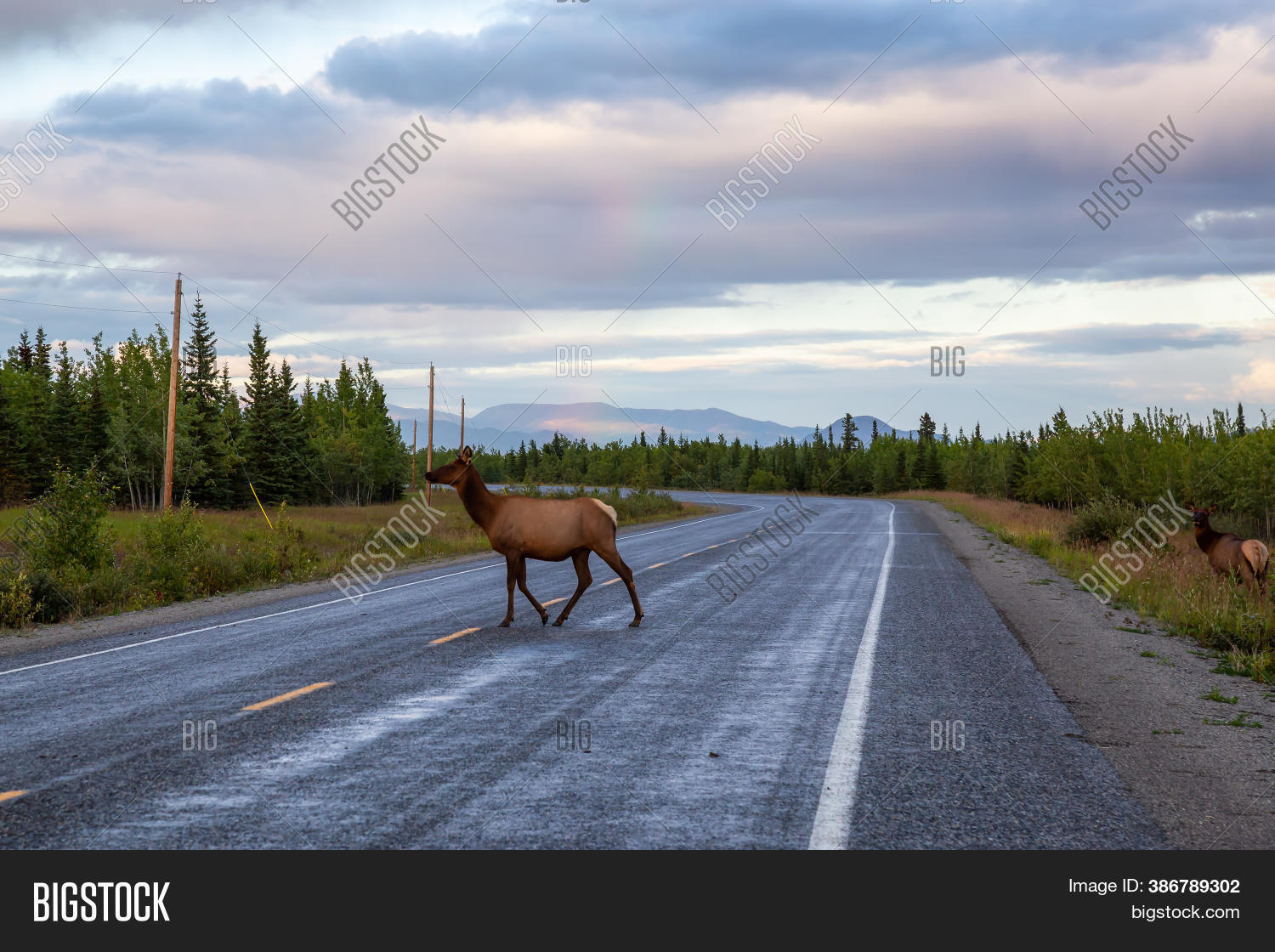 Elk Crissing Road Image & Photo (Free Trial) | Bigstock