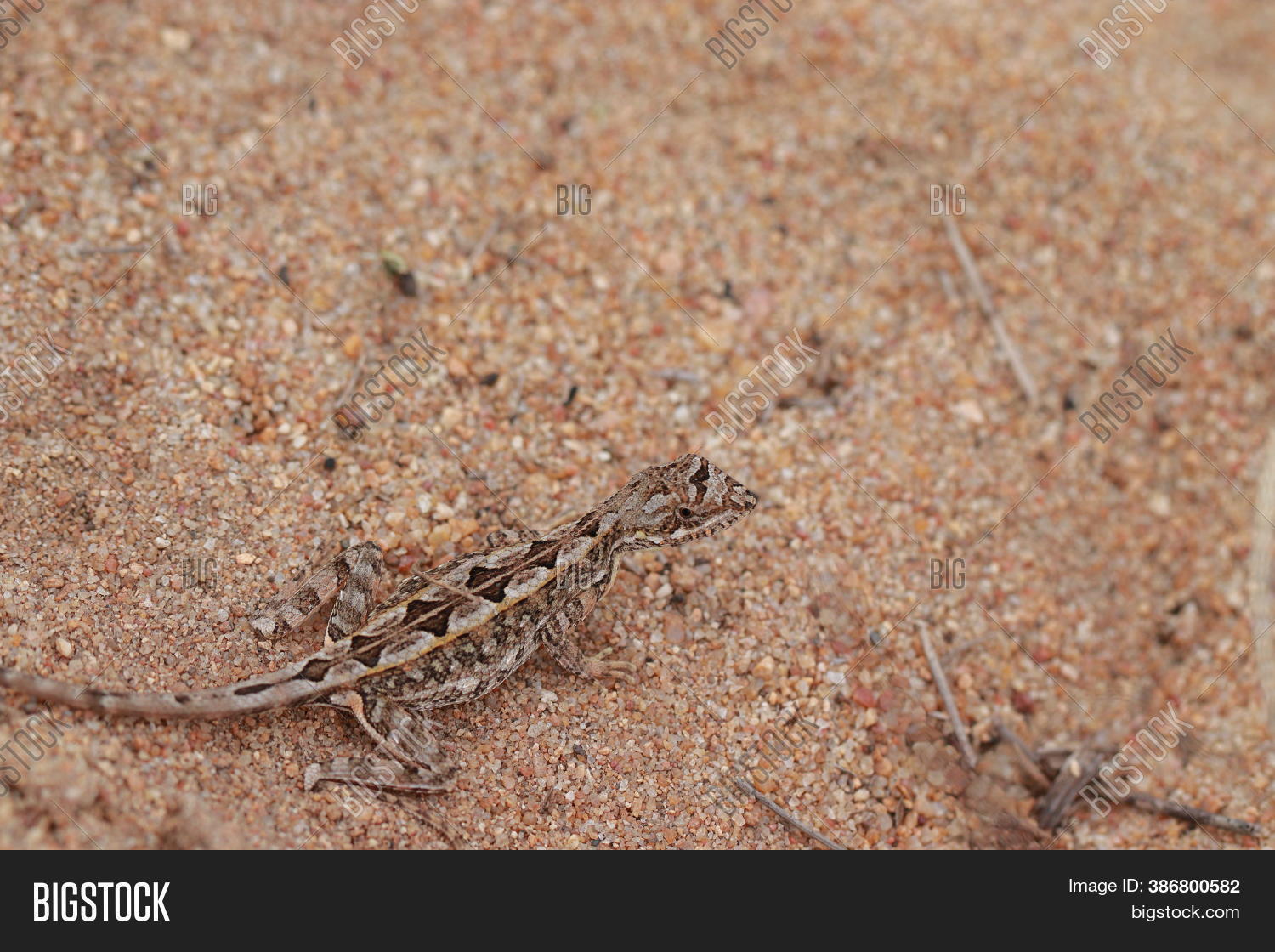 Lizard Living Sandy Image & Photo (Free Trial) | Bigstock