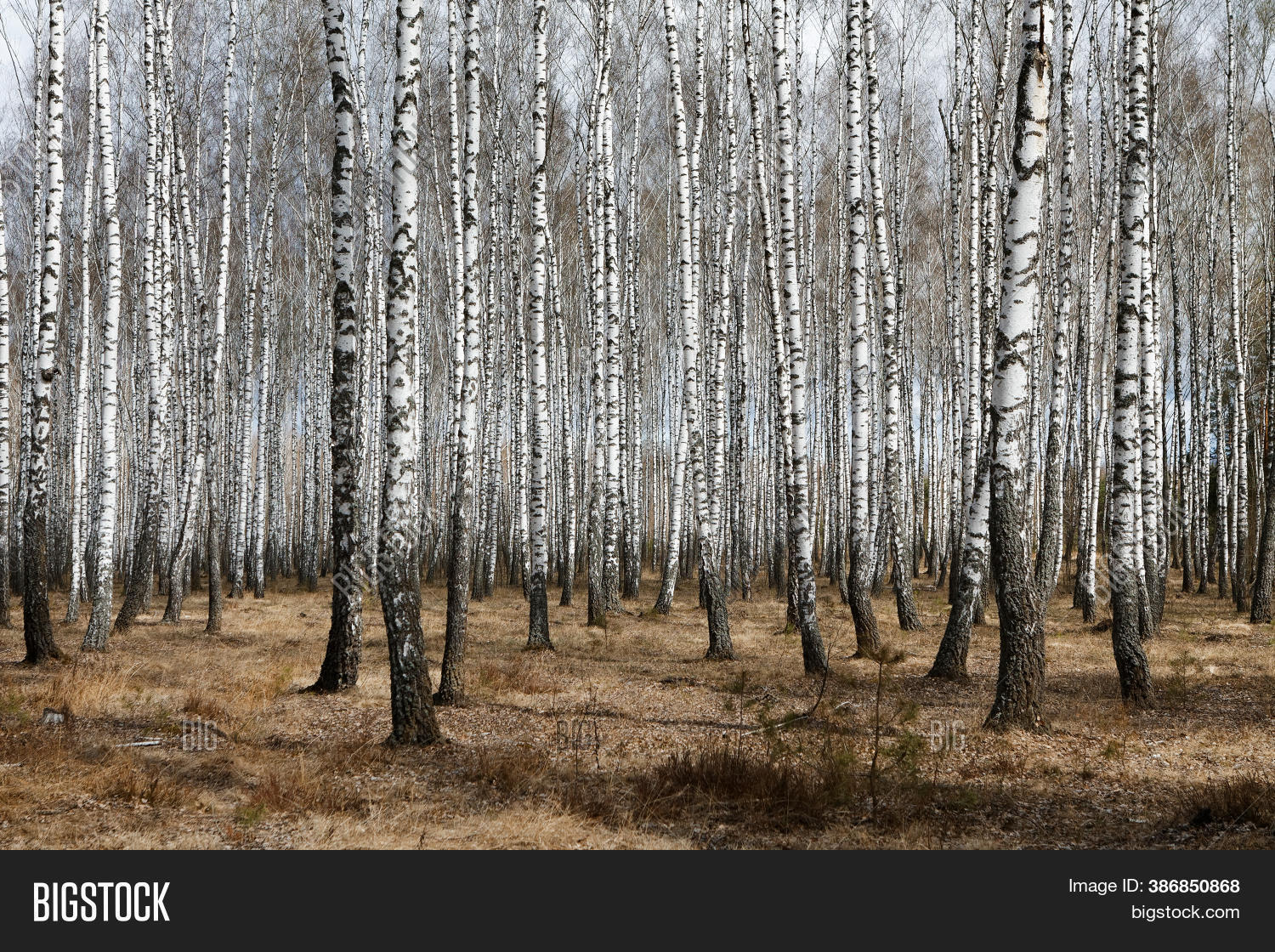 Trunks Birch Trees, Image & Photo (Free Trial) | Bigstock