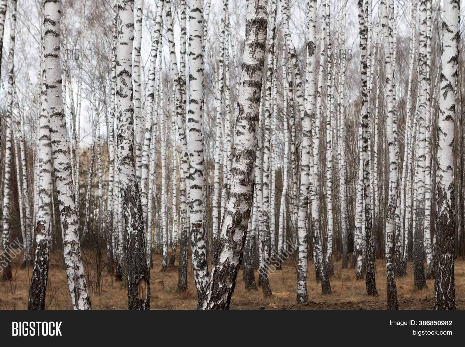 Trunks Birch Trees, Image & Photo (Free Trial) | Bigstock