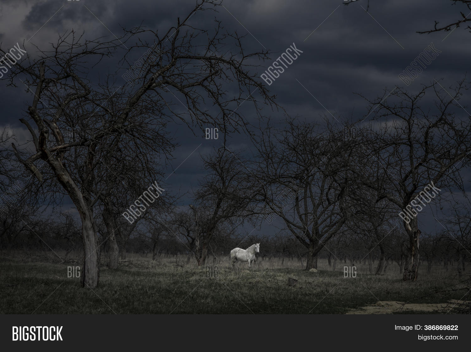 White Horse Dark Scary Image & Photo (Free Trial) | Bigstock