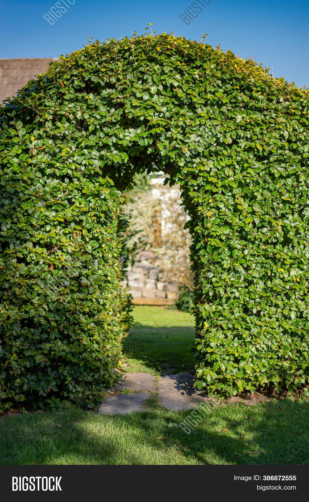 Fagus Sylvatica Hedge Image & Photo (Free Trial) | Bigstock
