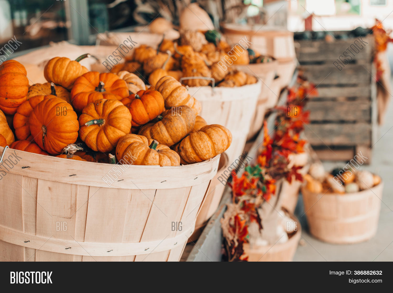 Red Pumpkins Baskets Image & Photo (Free Trial) | Bigstock