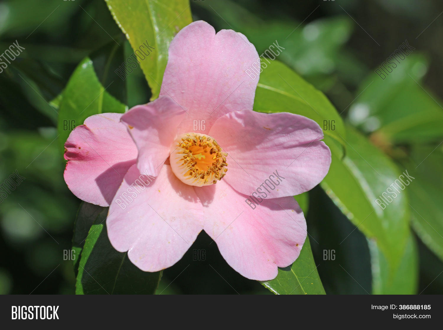 Pink Camellia Flower Image & Photo (Free Trial) | Bigstock
