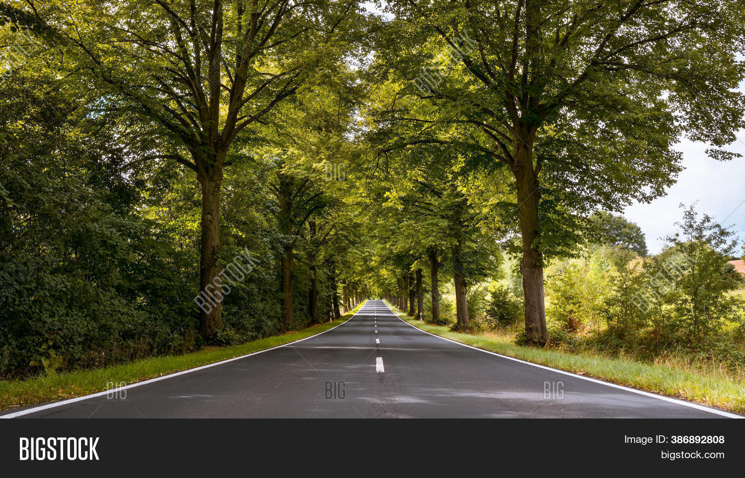 Tree-lined Avenue Image & Photo (Free Trial) | Bigstock