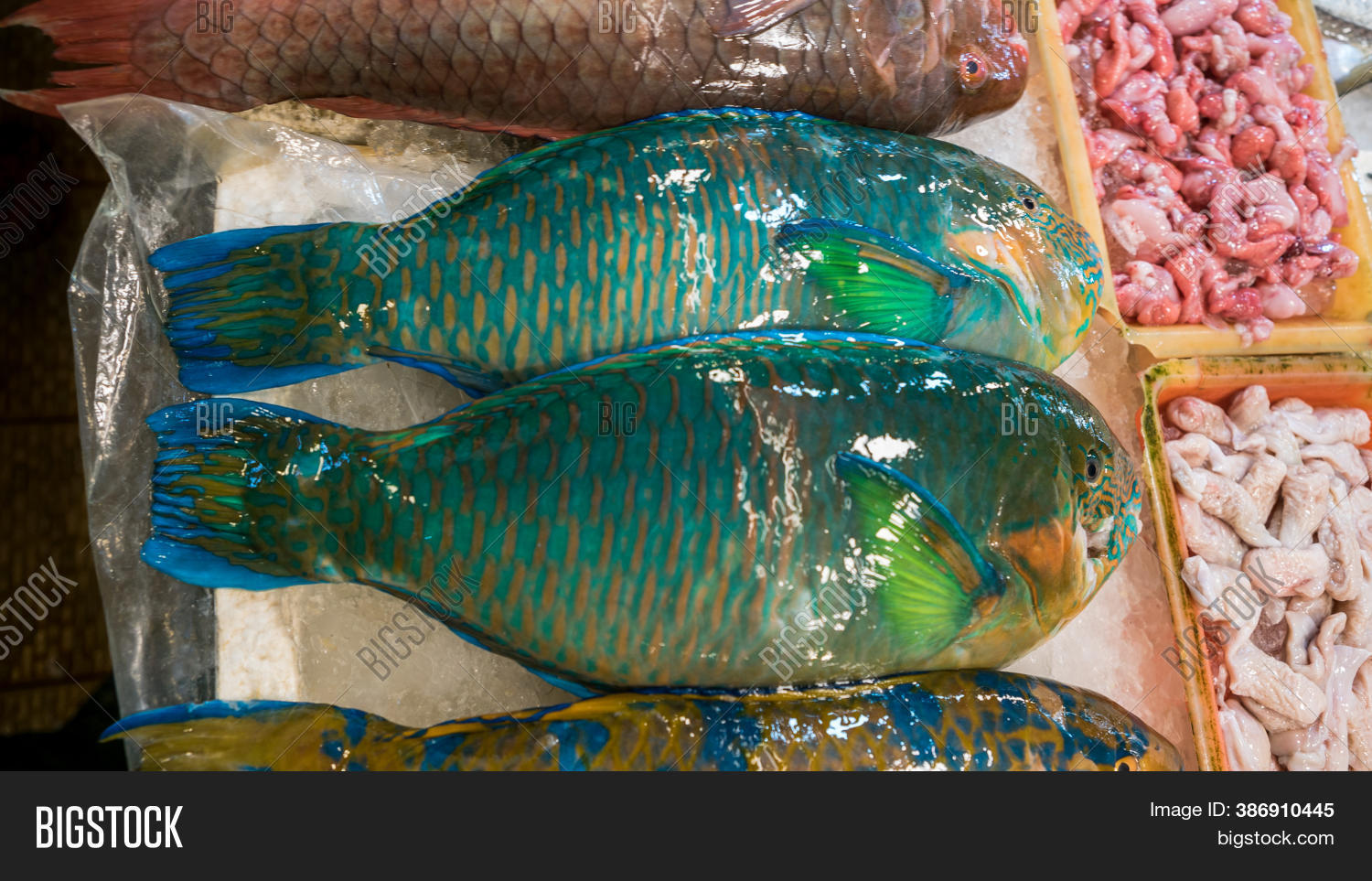 Colorful Parrotfish Image & Photo (Free Trial) | Bigstock