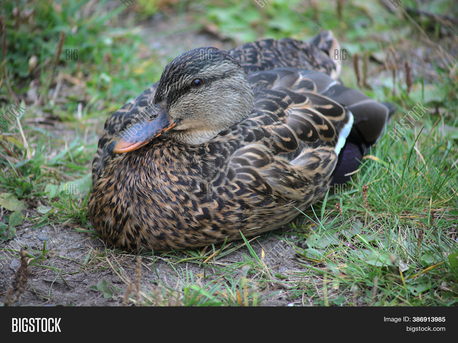 Duck On Grass Beak Image & Photo (Free Trial) | Bigstock