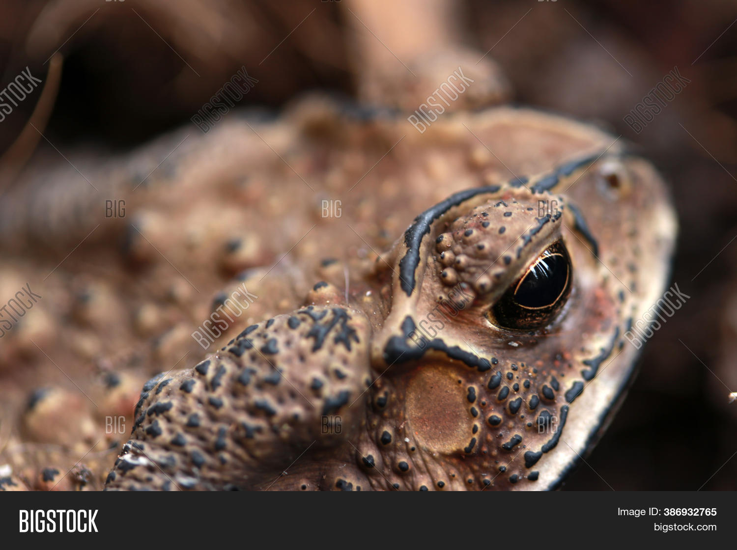 Toad Buried Soil. Image & Photo (Free Trial) | Bigstock
