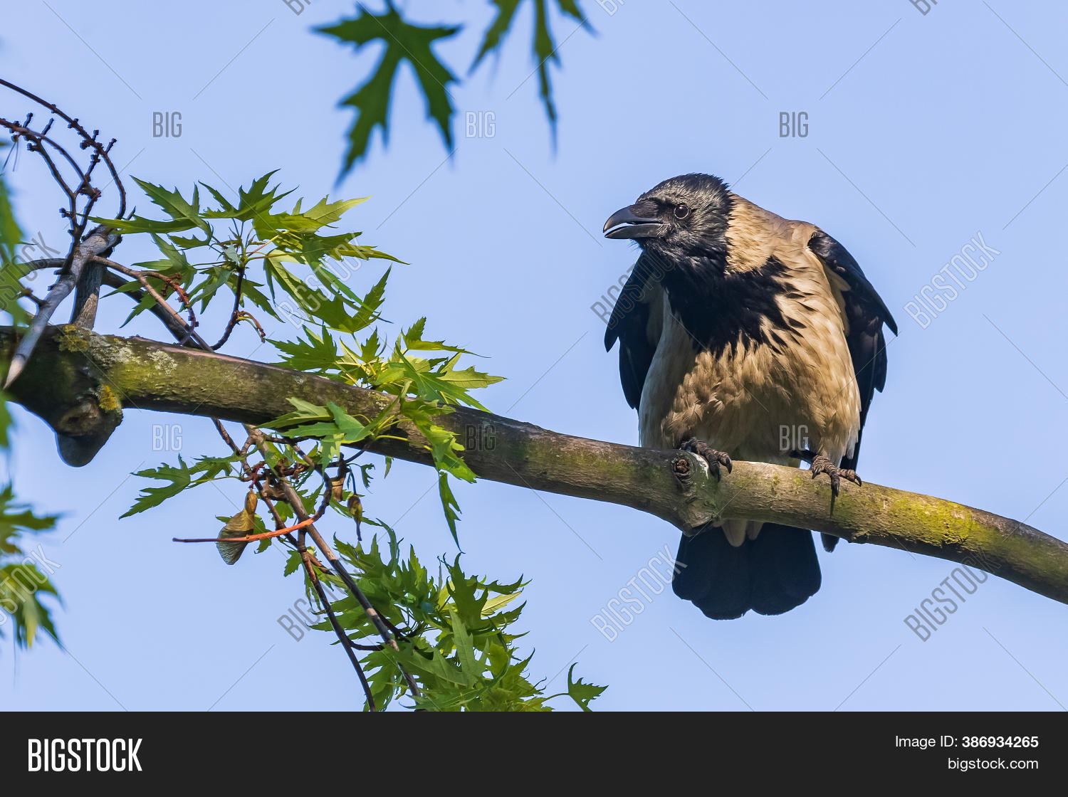 Young Crow Sits On Image & Photo (Free Trial) | Bigstock