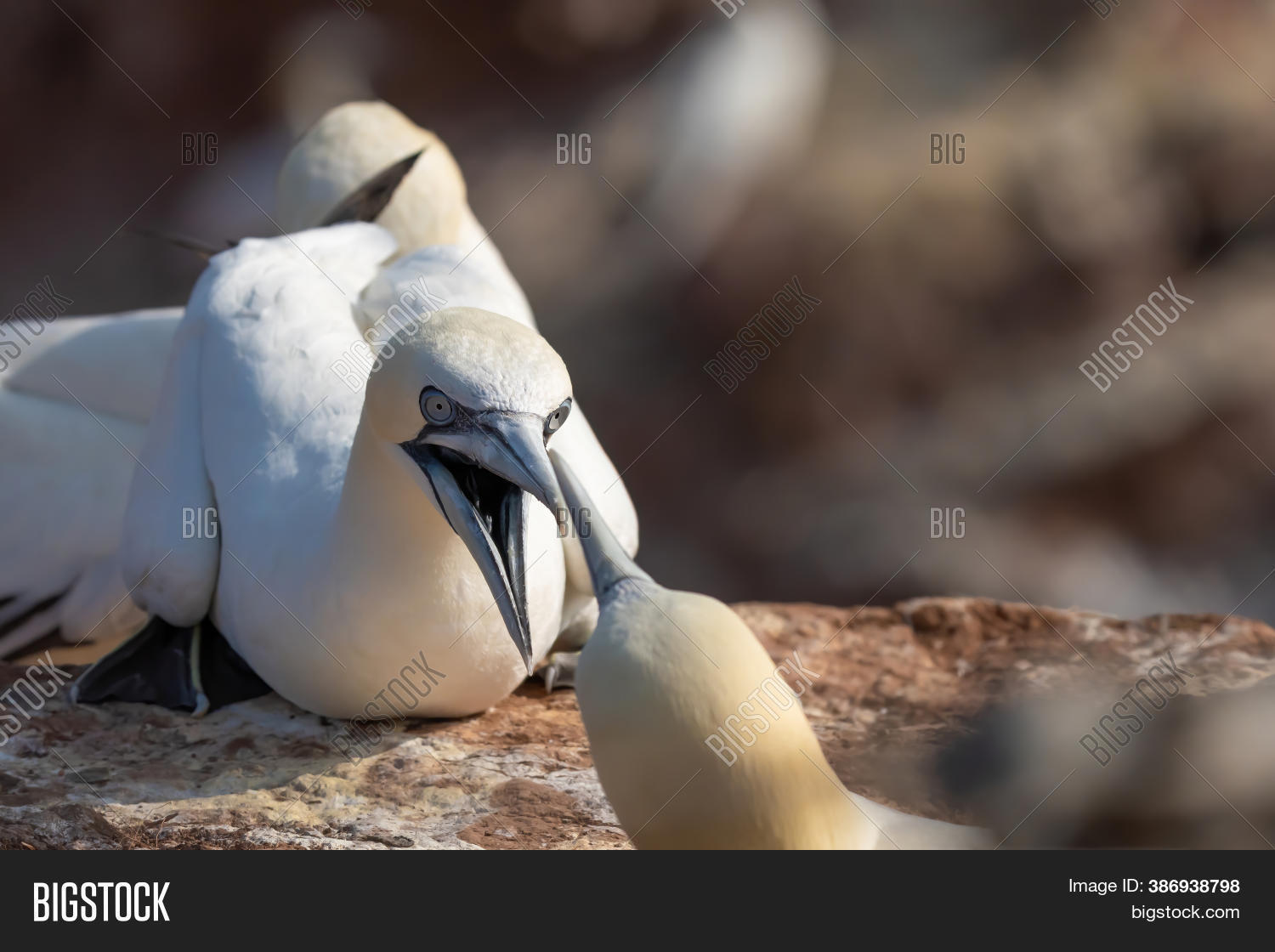 Northern Gannet, Head Image & Photo (Free Trial) | Bigstock