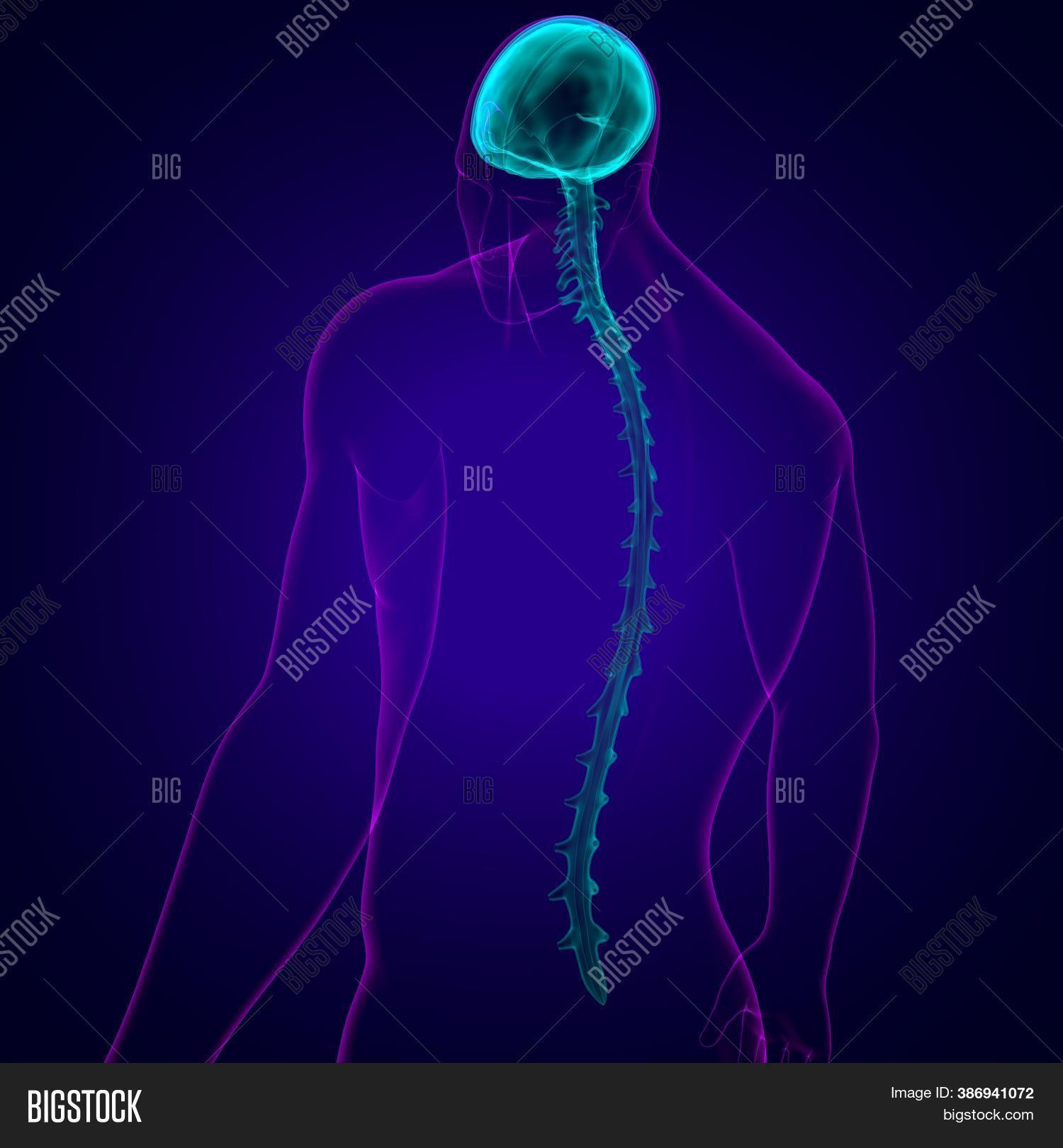 Dura Mater Anatomy Image & Photo (Free Trial) | Bigstock