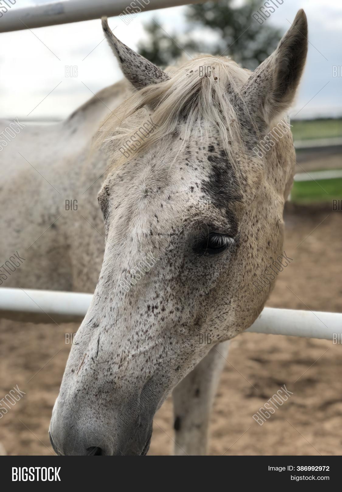 Grey Ranch Horse Image & Photo (Free Trial) | Bigstock