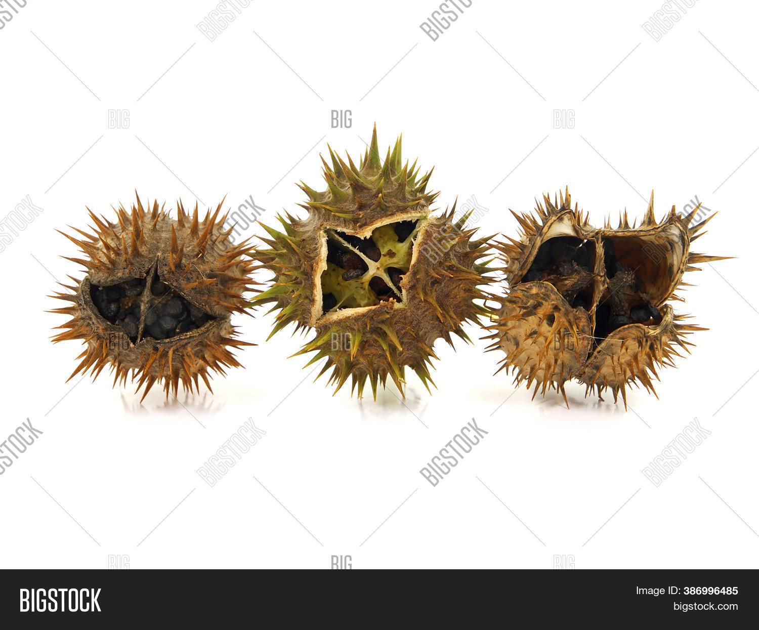 Seed Pods Jimson Weed Image & Photo (Free Trial) | Bigstock