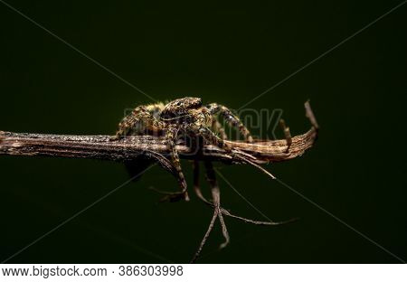 Jumping Wolf Spider Image & Photo (Free Trial) | Bigstock