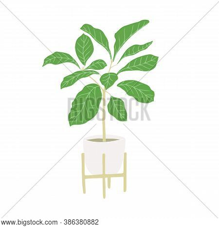 Ficus Tree. Home Hand Vector & Photo (Free Trial) | Bigstock