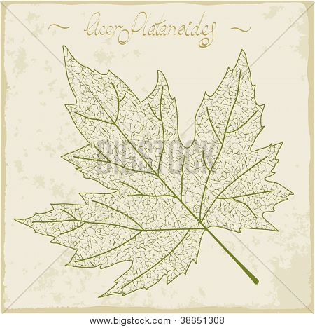 Maple Leaf Skeleton. Vector & Photo (Free Trial) | Bigstock