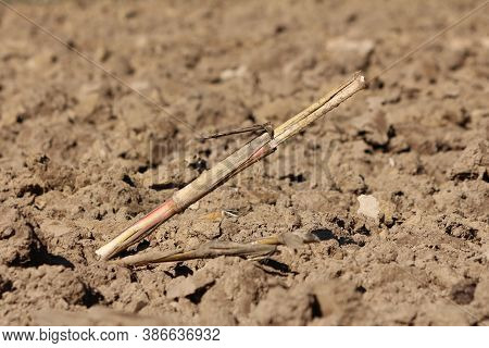 Broken Dry Corn Stalk Image & Photo (Free Trial) | Bigstock