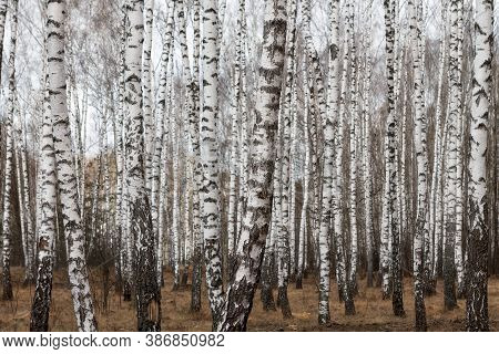 Trunks Birch Trees, Image & Photo (Free Trial) | Bigstock