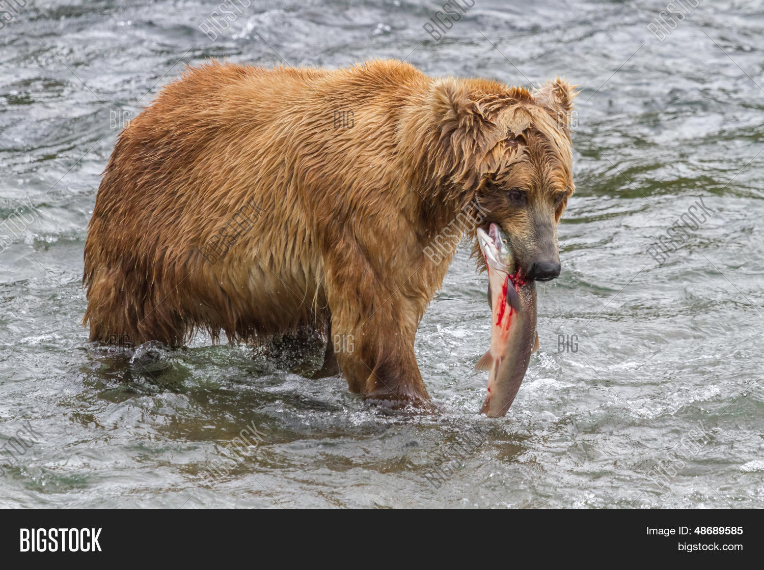 Brown Bear Bloody Image & Photo (Free Trial) | Bigstock