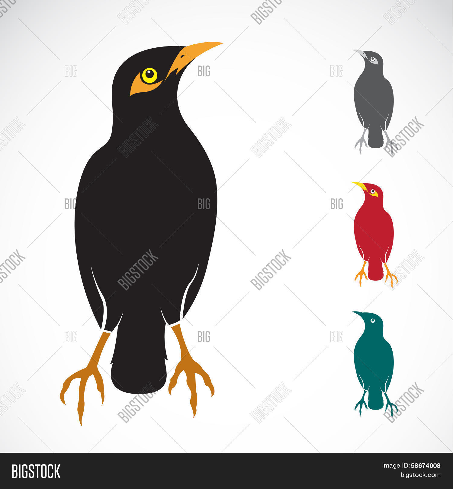 Vector Image Myna Vector & Photo (Free Trial) | Bigstock