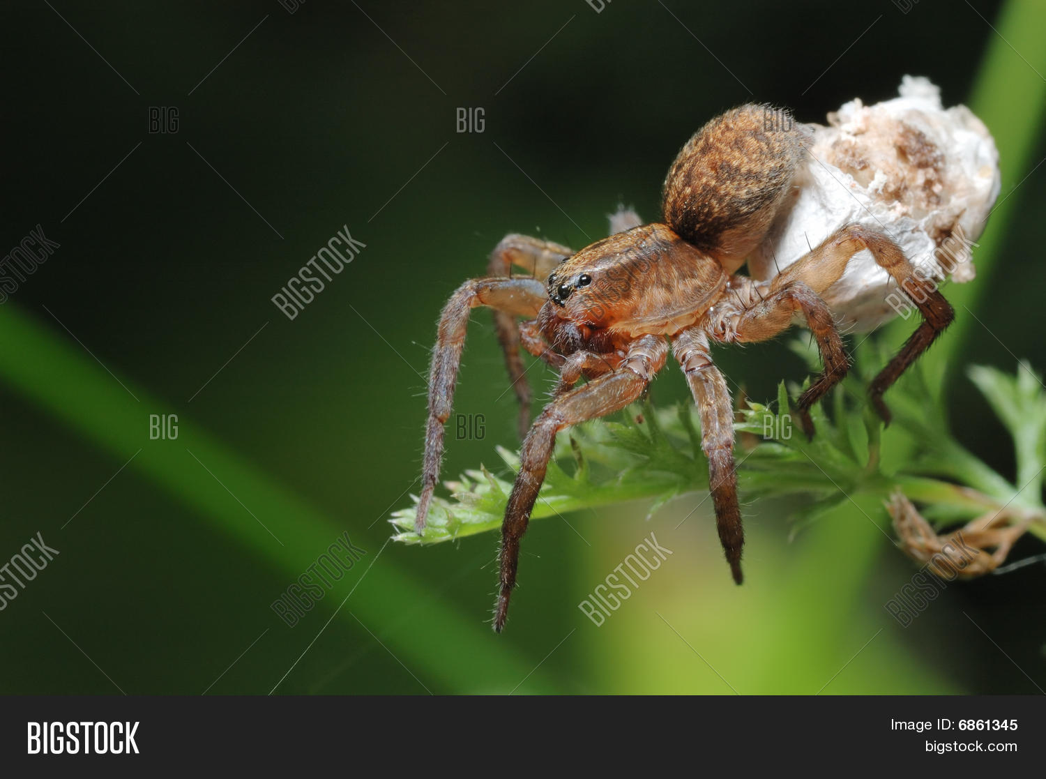 Spider Cocoon Image And Photo Free Trial Bigstock
