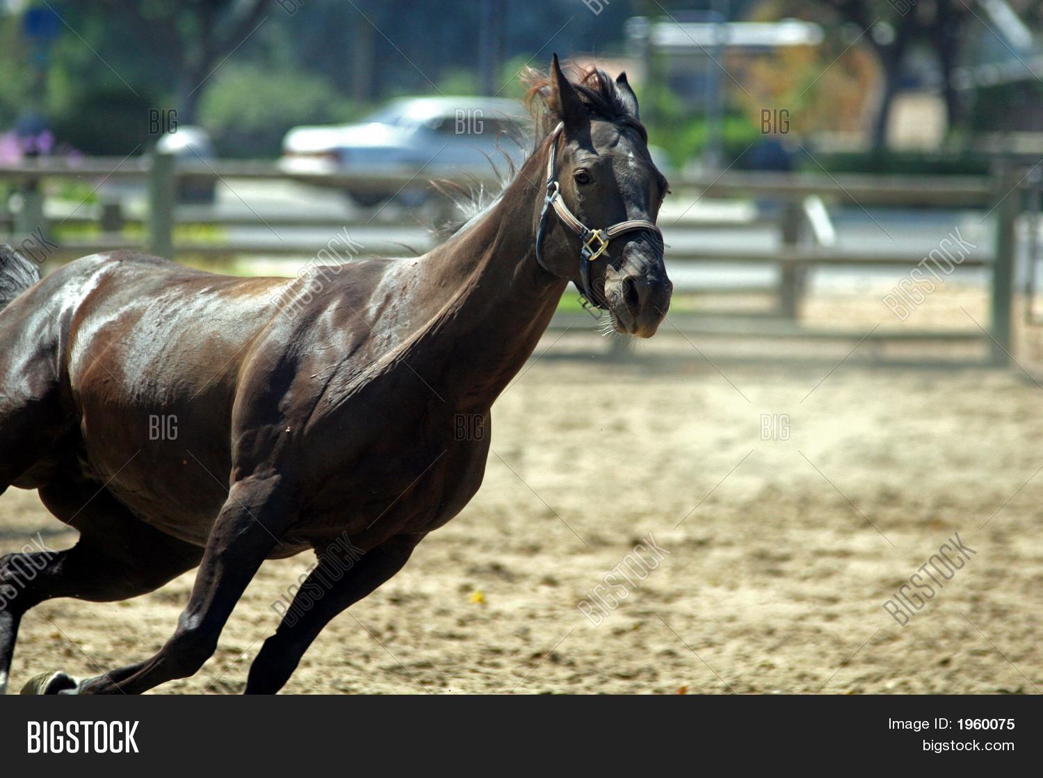 Horse Galloping Image & Photo (Free Trial) | Bigstock