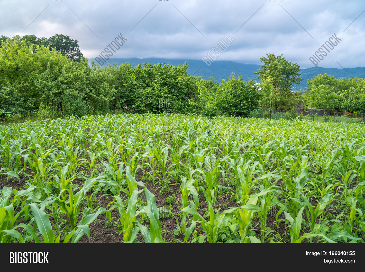 Small Corn Field Image & Photo (Free Trial) | Bigstock