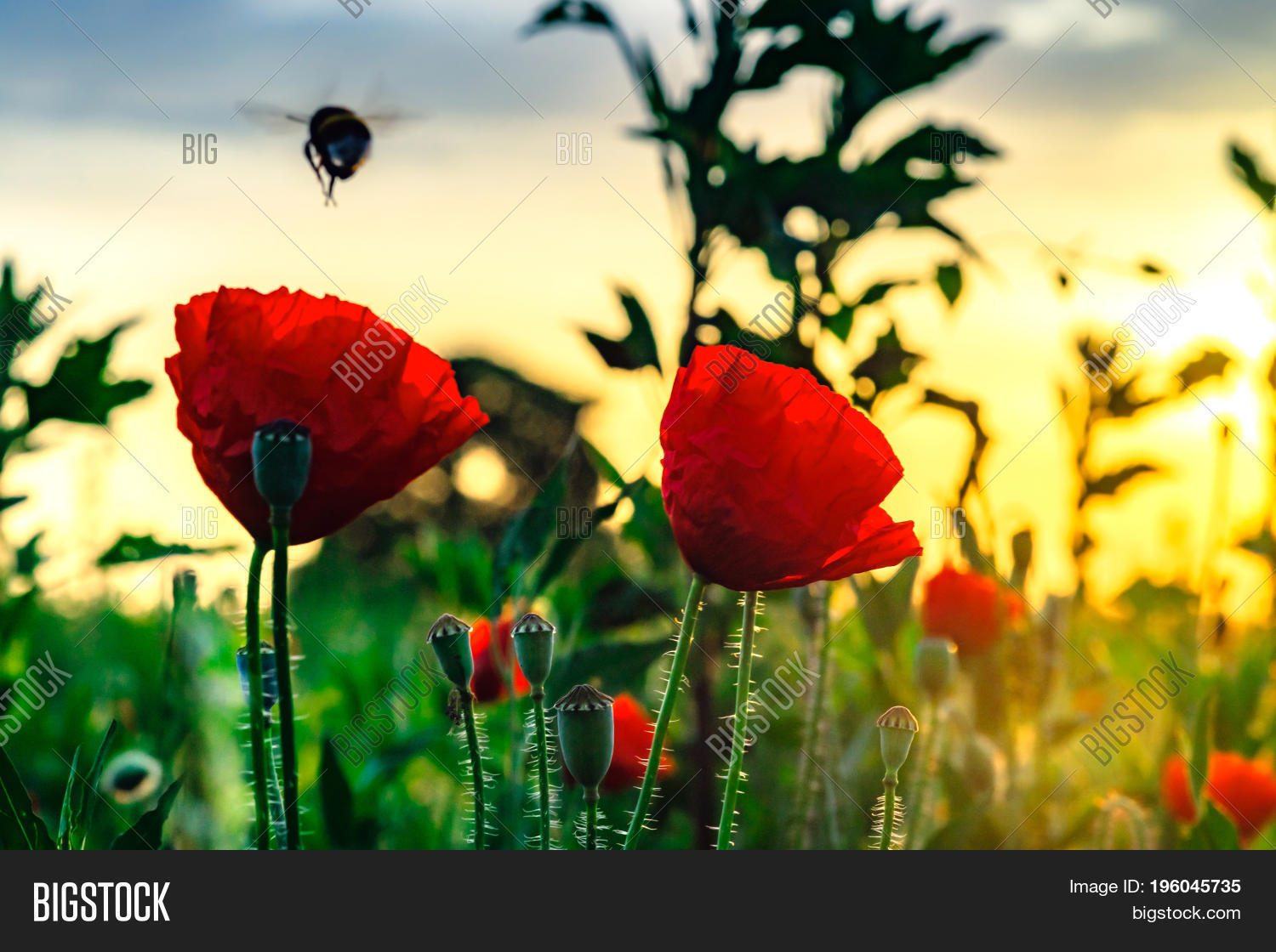 Flying Bumblebee Red Image & Photo (Free Trial) | Bigstock