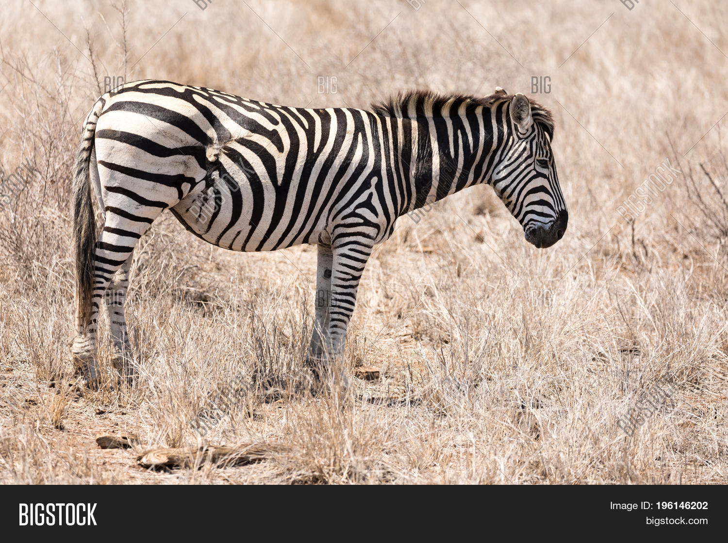 Zebra Healed Scar On Image & Photo (Free Trial) | Bigstock