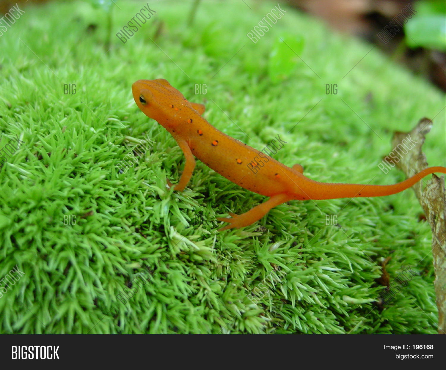 Red Eft Image & Photo (Free Trial) | Bigstock