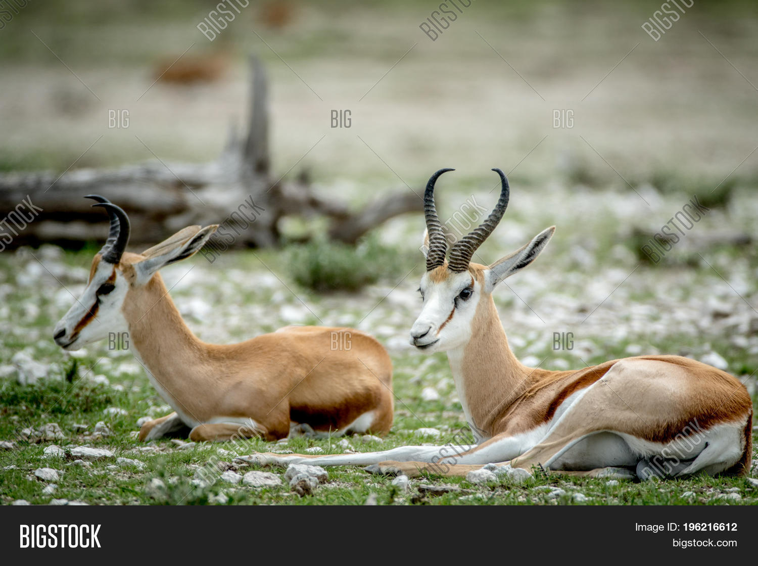 Two Springboks Laying Image & Photo (Free Trial) | Bigstock