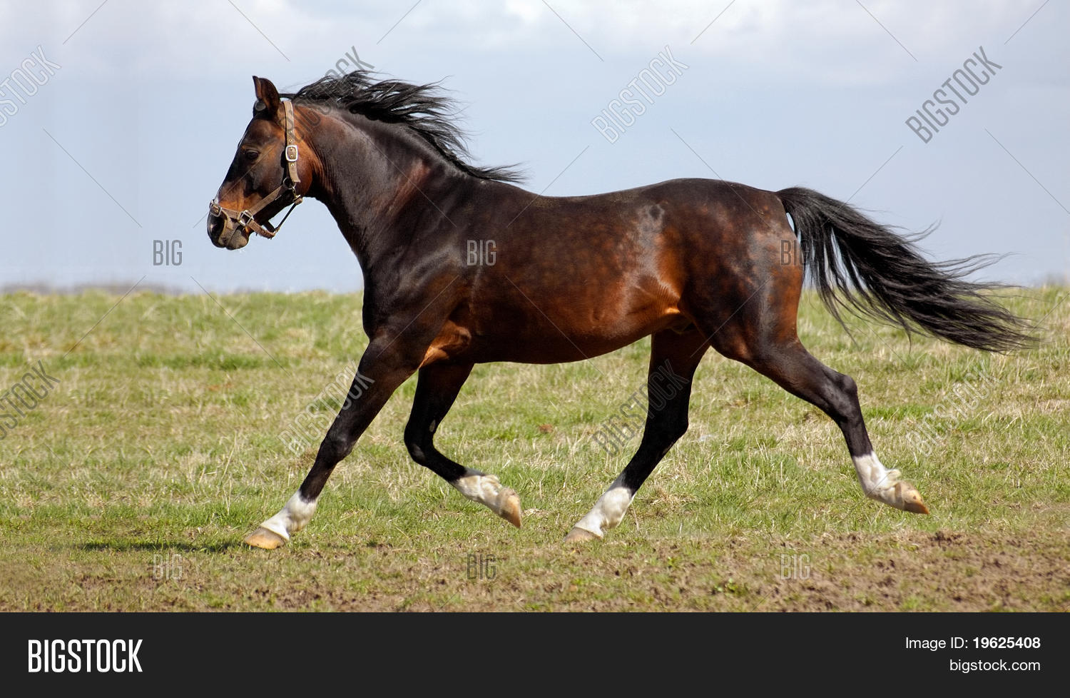 Dappled Horse Image & Photo (Free Trial) | Bigstock