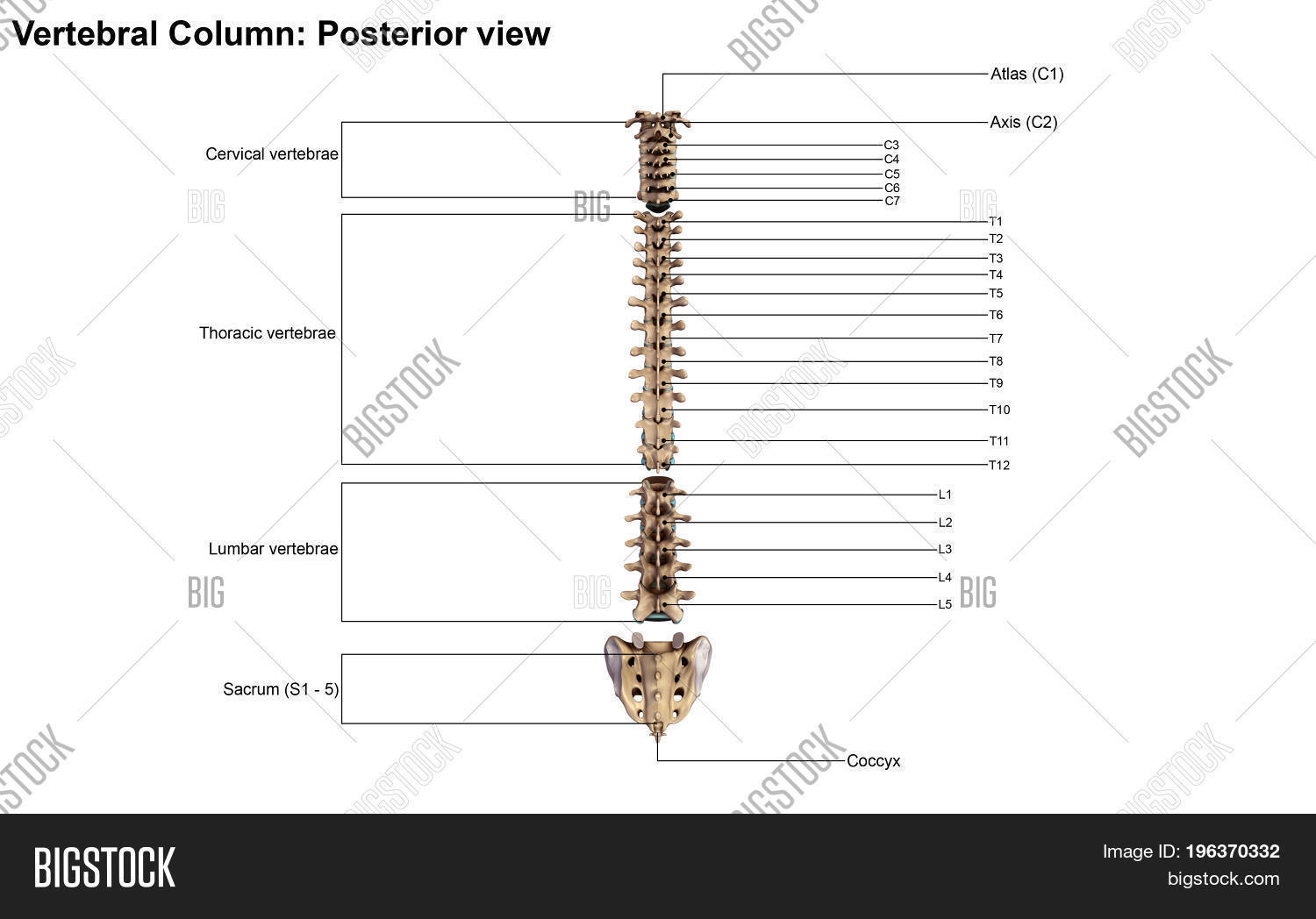 Vertebral Column Image & Photo (Free Trial) | Bigstock