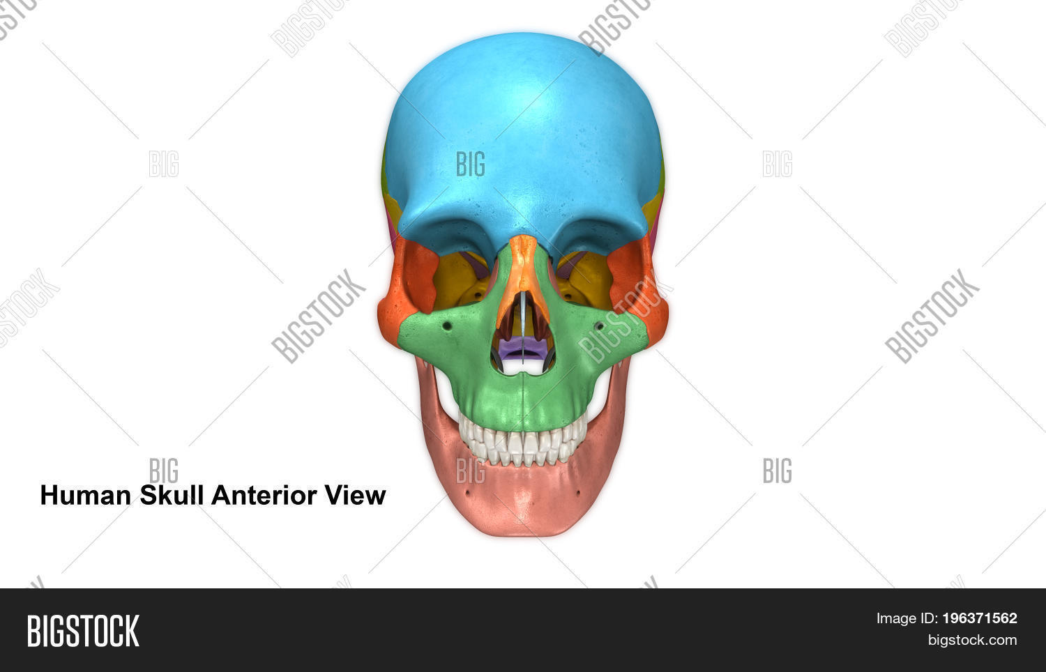 Skull Bony Structure Image & Photo (Free Trial) | Bigstock