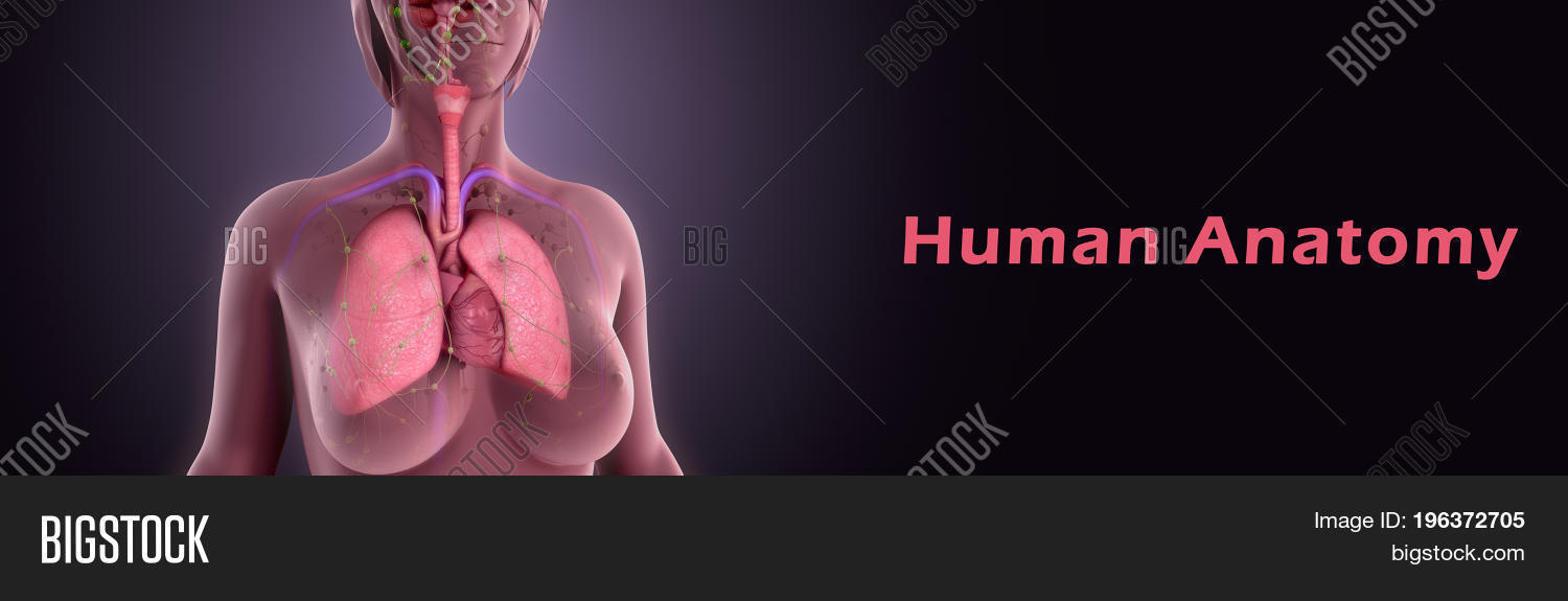 Human Body Entire Image & Photo (Free Trial) | Bigstock